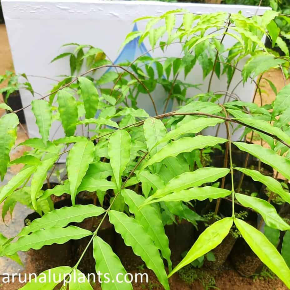 Trees | Arunalu Plants