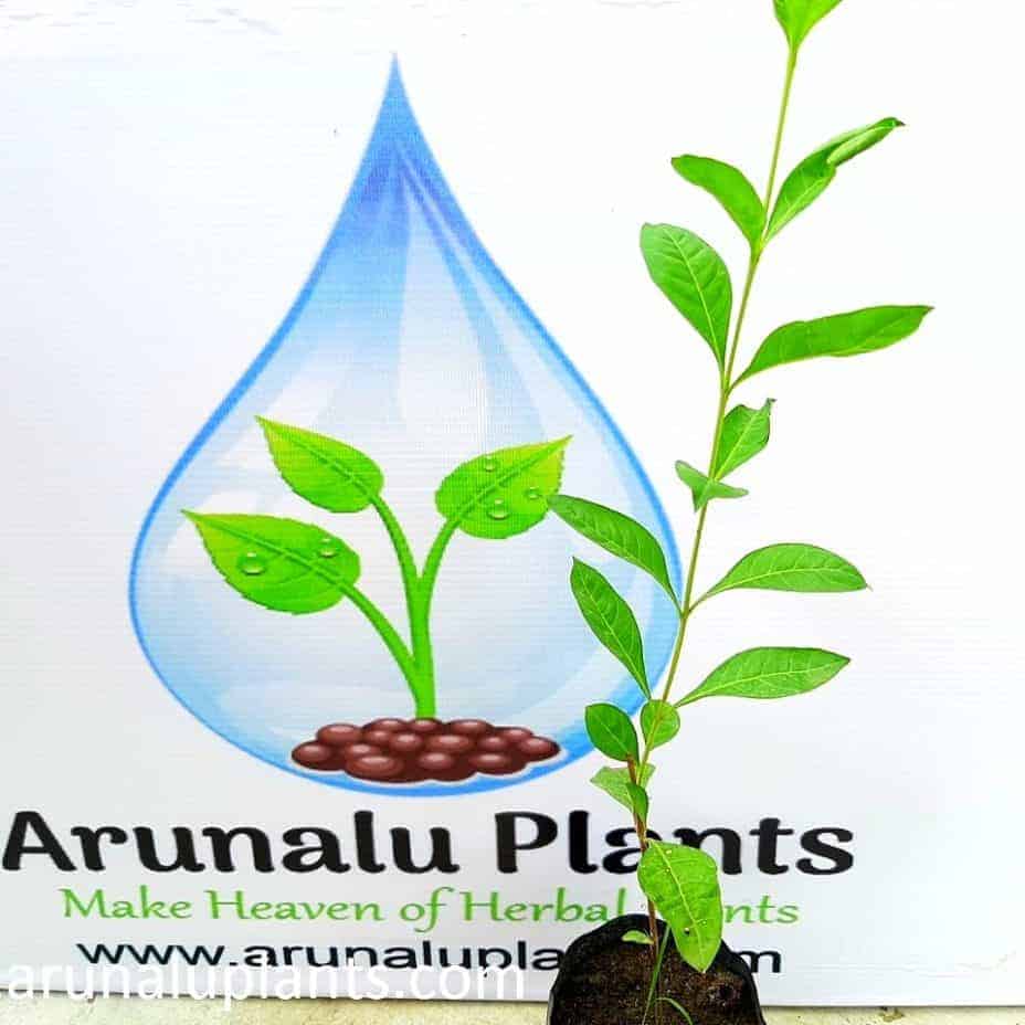 Plants for Small Garden | Medicinal Plants