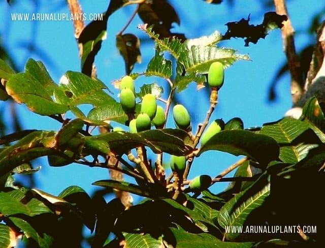 kekuna tree | Arunalu Plants
