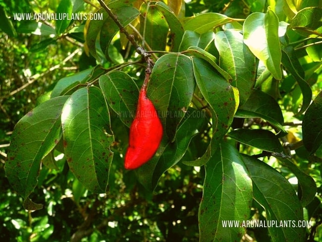 Radaliya | Connarus monocarpus | රදලිය