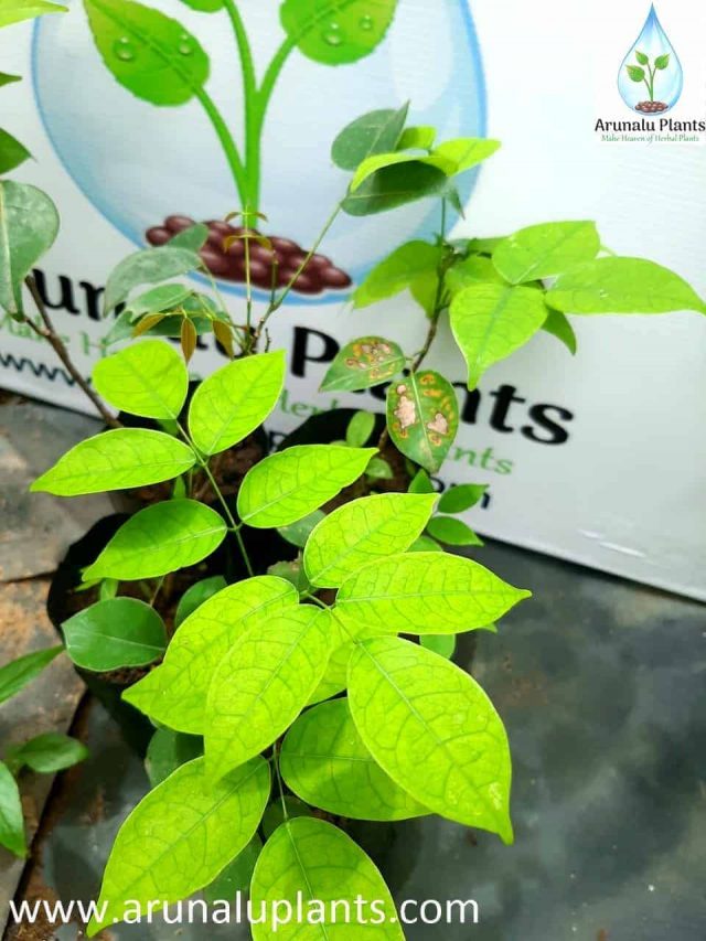 Radaliya | Connarus monocarpus | රදලිය