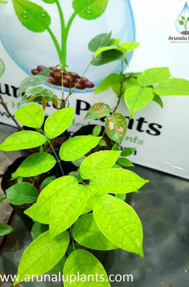 radaliya tree | Arunalu Plants