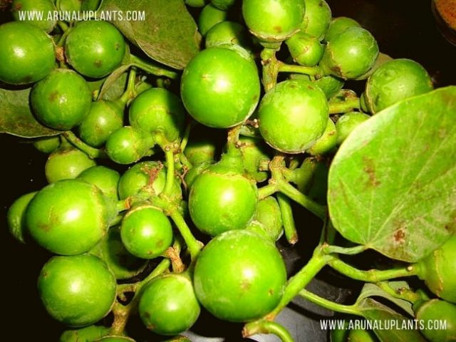 Lolu | Cordia dichotoma | Glue Berry | ලෝලු | Arunalu Plants