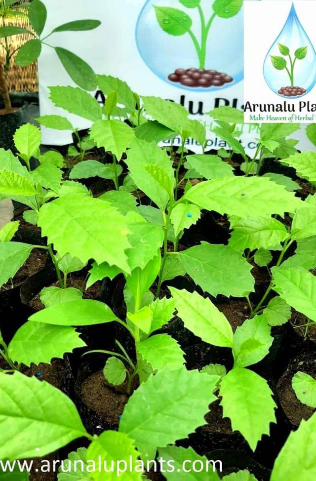 Fruit Plants | Arunalu Plants