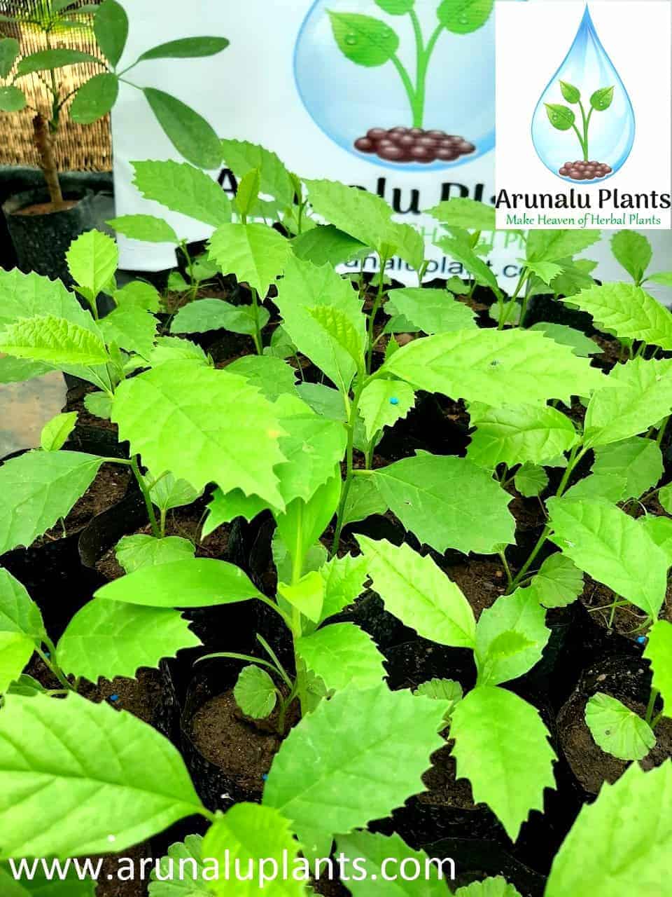 Lolu | Cordia dichotoma | Glue Berry | ලෝලු | Arunalu Plants