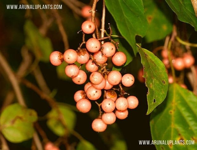 Wel Thibbatu | Solanum trilobatum | Thai Nightshade | වැල් තිබ්බටු