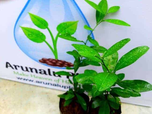 Yaki Naran | Atalantia ceylanica | Ceylon Atlanta | යකි නාරන්