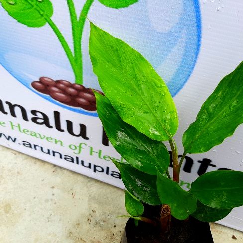 Yaki Naran | Atalantia ceylanica | Ceylon Atlanta | Arunalu Plants