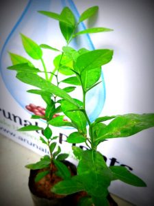 Yaki Naran | Atalantia ceylanica | Ceylon Atlanta | යකි නාරන්