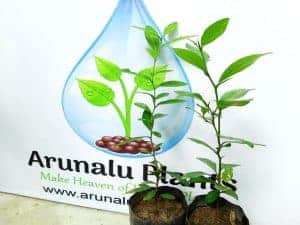 Yaki Naran | Atalantia ceylanica | Ceylon Atlanta | යකි නාරන්