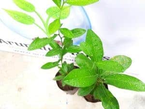 Yaki Naran | Atalantia ceylanica | Ceylon Atlanta | යකි නාරන්