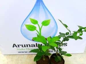 Yaki Naran | Atalantia ceylanica | Ceylon Atlanta | යකි නාරන්