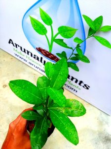 Yaki Naran | Atalantia ceylanica | Ceylon Atlanta | යකි නාරන්