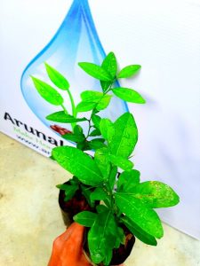 Yaki Naran | Atalantia ceylanica | Ceylon Atlanta | යකි නාරන්