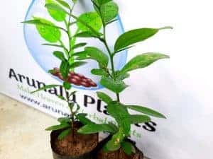 Yaki Naran | Atalantia ceylanica | Ceylon Atlanta | යකි නාරන්