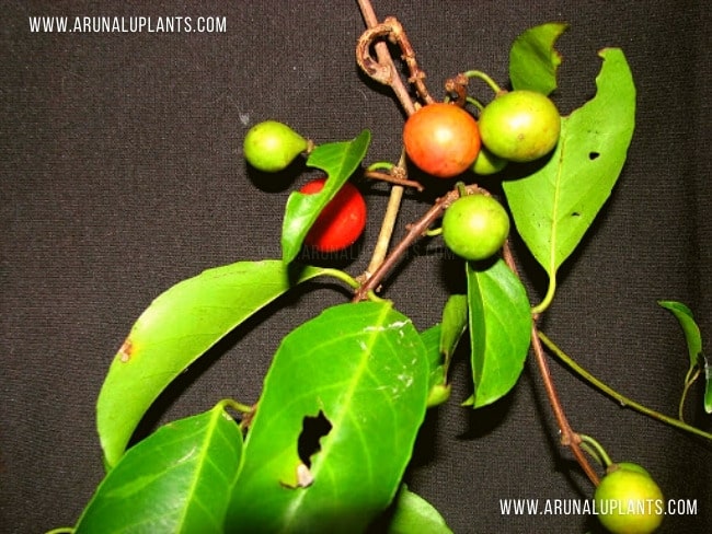 Lolly Berry | Himbutu | Salacia chinensis | හිඹුටු | Arunalu Plants