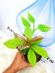 Freshwater Mangrove | Diya Midella | Barringtonia acutangula | දිය ...