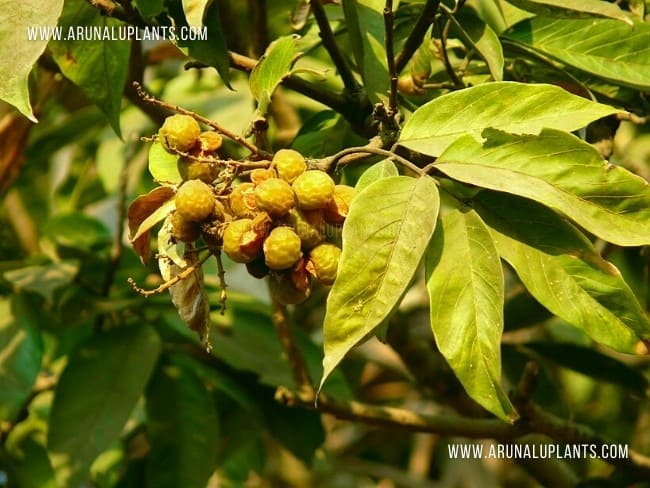 Gas Penela | Sapindus trifoliatus | Soapnut Tree | ගස් පෙනෙළ ...