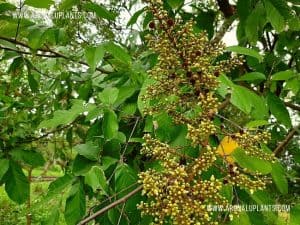 Gas Penela | Sapindus trifoliatus | Soapnut Tree | ගස් පෙනෙළ ...