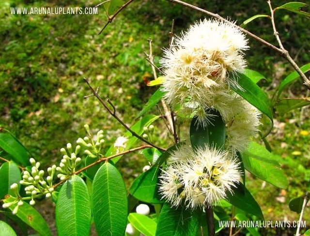 yakada maran tree | Arunalu Plants