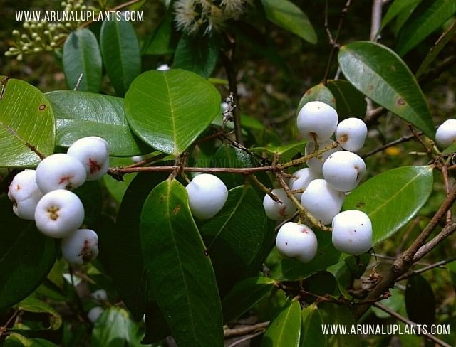 yakada maran tree | Arunalu Plants