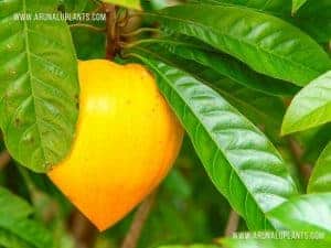 Home | Online Plant Nursery