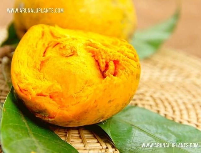 Fruit Plants | Arunalu Plants