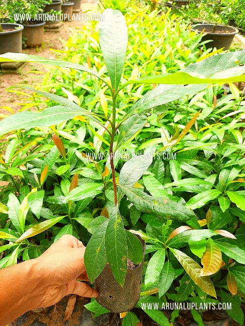 Mee Tree | Madhuca longifolia | Mahua Tree | මී පැල | Arunalu Plants