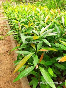 Mee Tree | Madhuca longifolia | Mahua Tree | මී පැල | Arunalu Plants