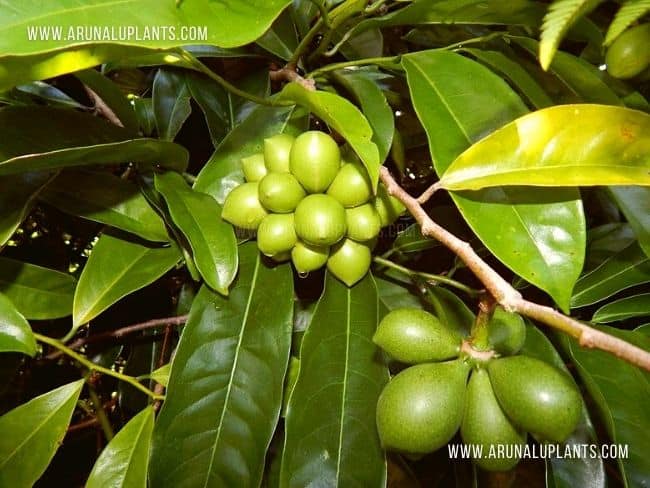 Ylang-Ylang Vine | Artabotrys hexapetalus | Madanakama Wel | වැල් ...
