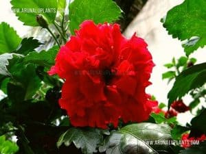 Pokuru Wada | Hibiscus sinensis | පොකුරු වද | Herbal Plant Nursery