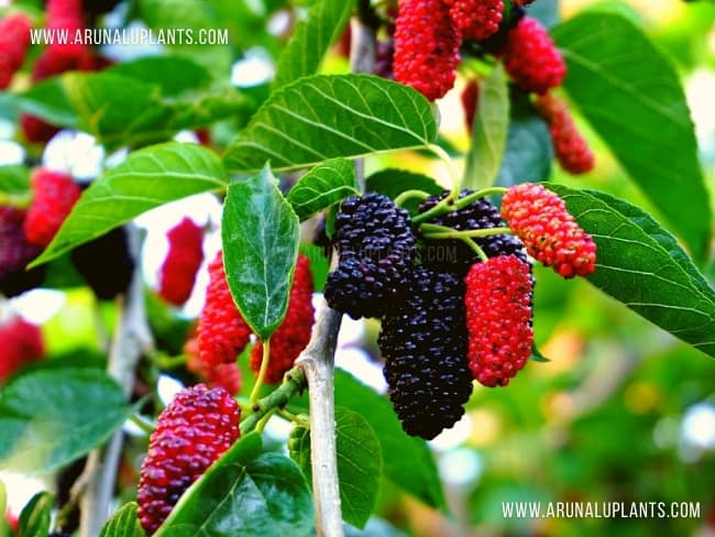 Mulberry | Abilla | Morus alba | මල් බෙරි | Arunalu Plants