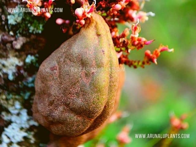 Nami Nam | ñam-ñam | Cynometra cauliflora | නමි නං | Fruit Plants