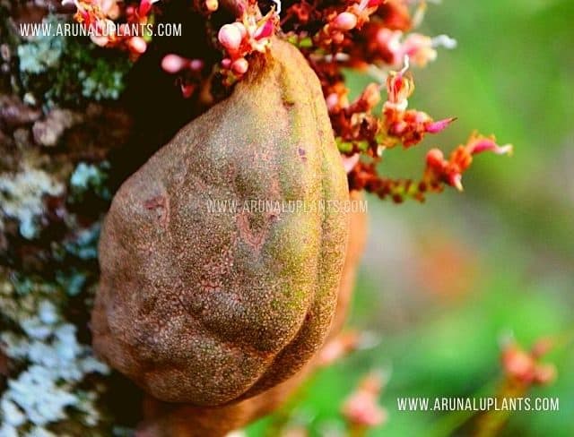Fruit Plant nursery in Sri Lanka | Arunalu Plants