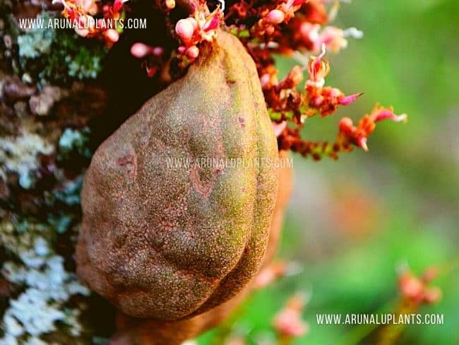 Nami Nam | ñam-ñam | Cynometra cauliflora | නමි නං | Fruit Plants