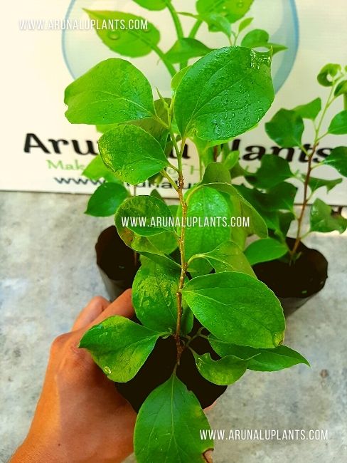 Ceylon Gooseberry | Pusberiya | Dovyalis hebecarpa | පුස්බේරිය | Fruit ...