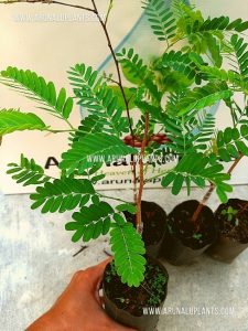 Sweet Tamarind | Peni Siyambala | පැණි සියඹලා | Fruit Plants Nursery