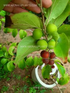 Ceylon Gooseberry | Pusberiya | Dovyalis hebecarpa | පුස්බේරිය | Fruit ...
