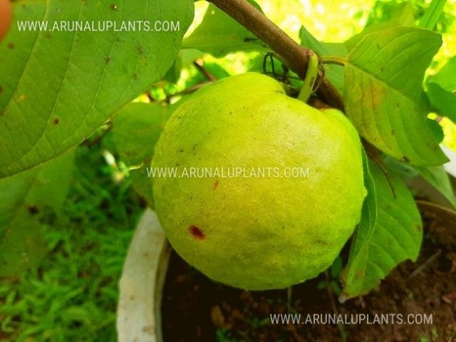 Apple Guava | Apple Pera | Lanka Giant | ඇපල් පේර