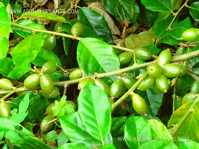 Arabian Jasmine | Sambac Jasmine | Mal Pela