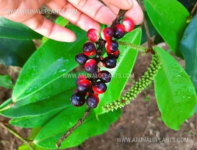 Recently Added | Arunalu Plants