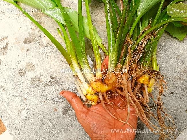kalu iguru plants in sri lanka | Arunalu Plants