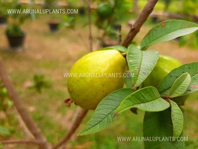 Dwarf Chinese Guava | Miniature Guava | Kuru Cheena Pera | කුරු චීන පේර ...