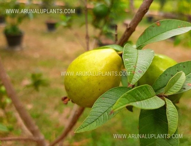 mini guava recipes | Arunalu Plants