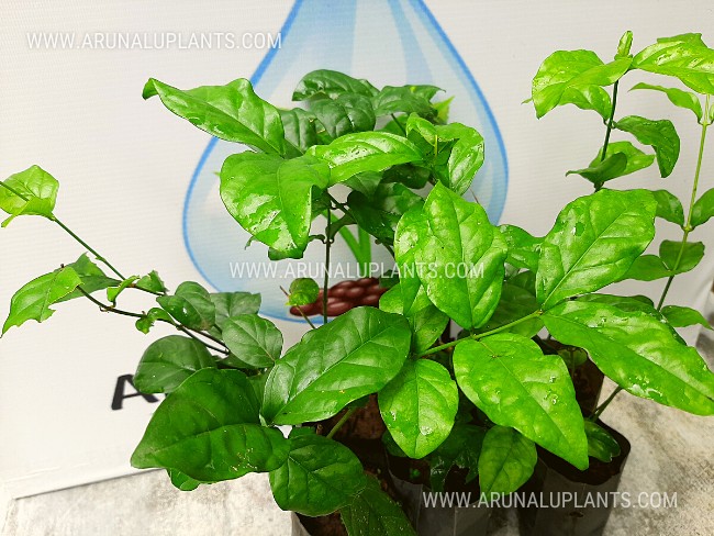 Arabian Jasmine | Sambac Jasmine | Mal Pela | ඇරබියන් පිච්ච