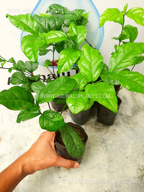 Arabian Jasmine | Sambac Jasmine | Mal Pela | ඇරබියන් පිච්ච