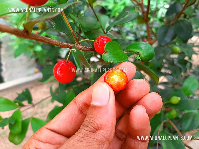 Australian Beach Cherry | Eugenia reinwardtiana | බීච් චෙරි