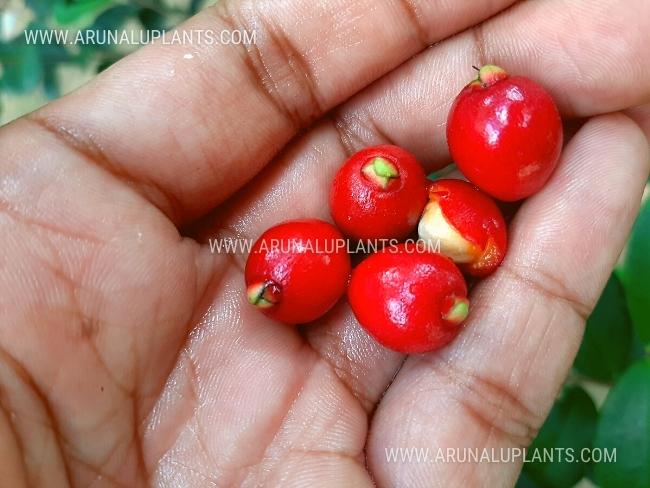 Australian Beach Cherry | Eugenia reinwardtiana | බීච් චෙරි