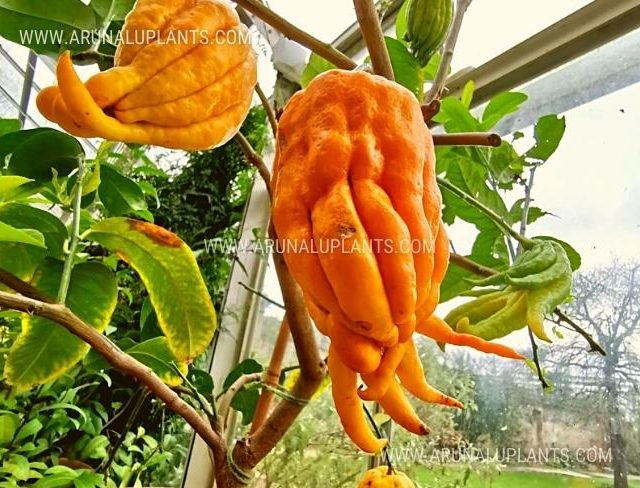 Fruit Plants | Arunalu Plants