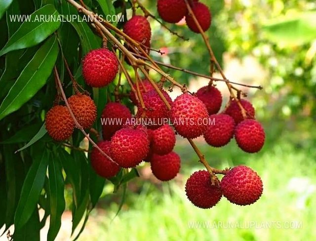 Karawala Kebella | Antidesma bunius | Bignay Plant